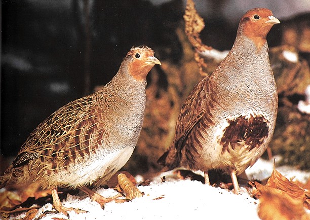 starna Perdix perdix